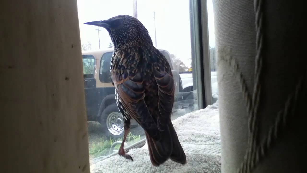 Pet Starling Talking (Zeki learned more words) - YouTube