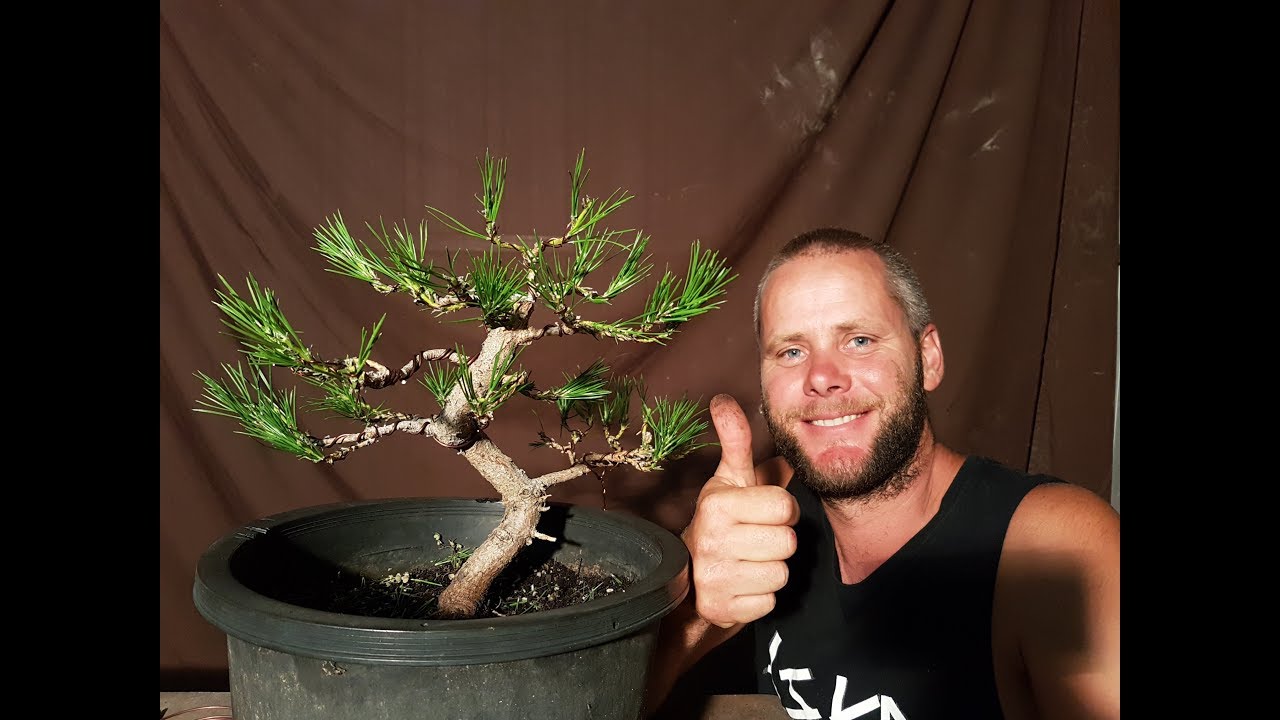 Japanese Red Pine Bonsai