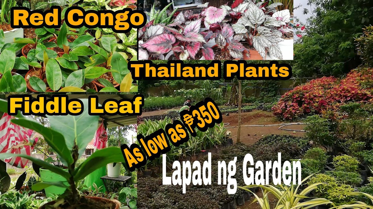 Bagsak Presyo na ang mga halaman dito || Plant hunting sa Pulong Bunga ...