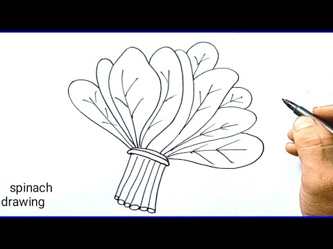 How To draw spinach Easy step by step drawing - YouTube