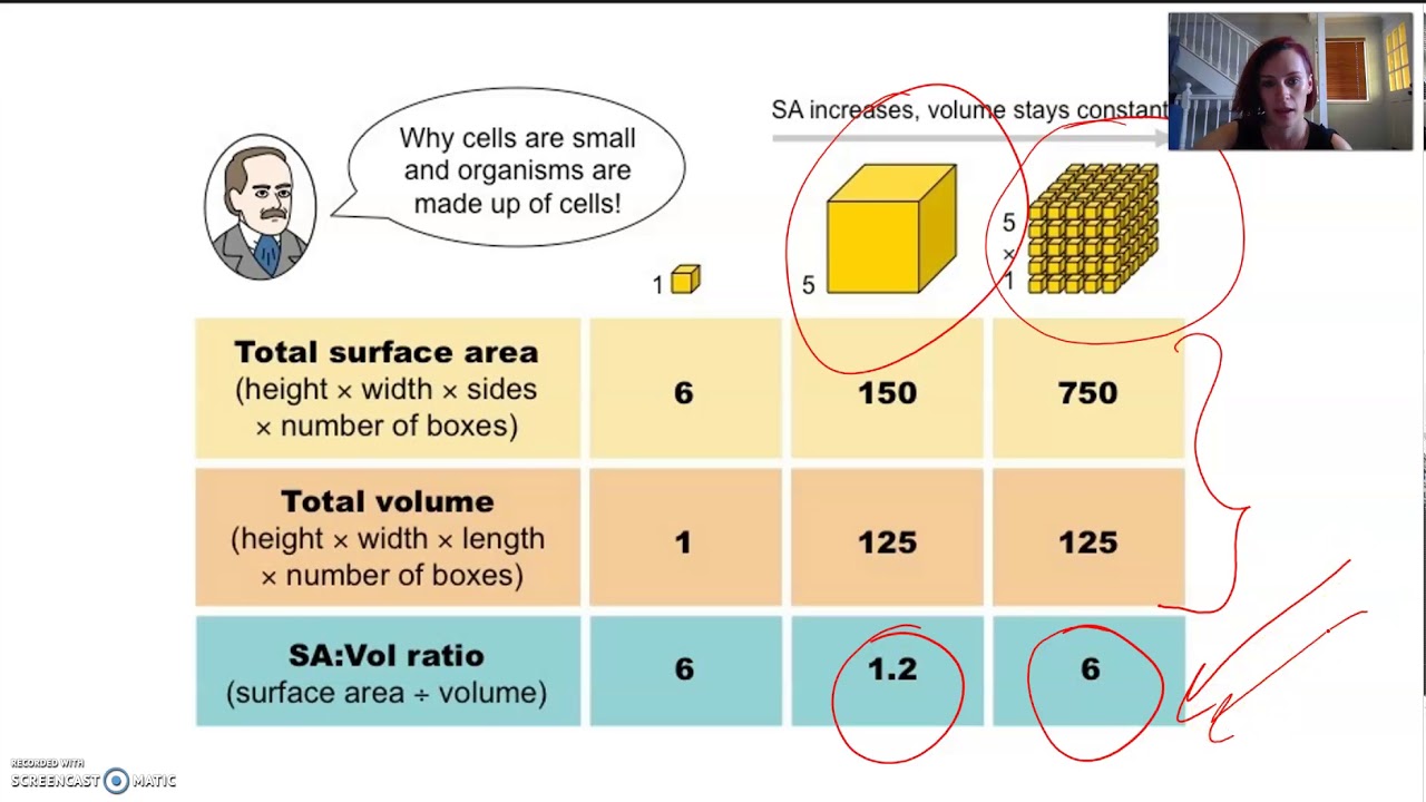 Surface Area To Volume Ratio YouTube surface-area-to-volume-ratio-youtube