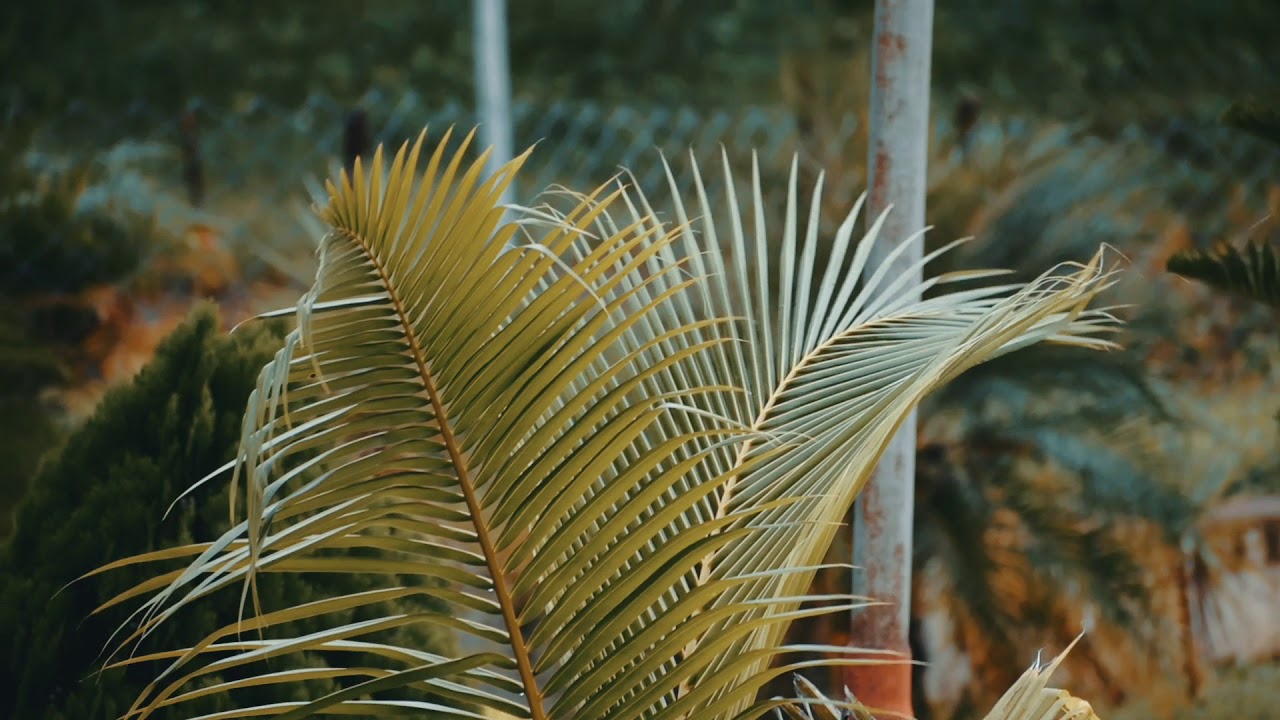 Nechural video - YouTube