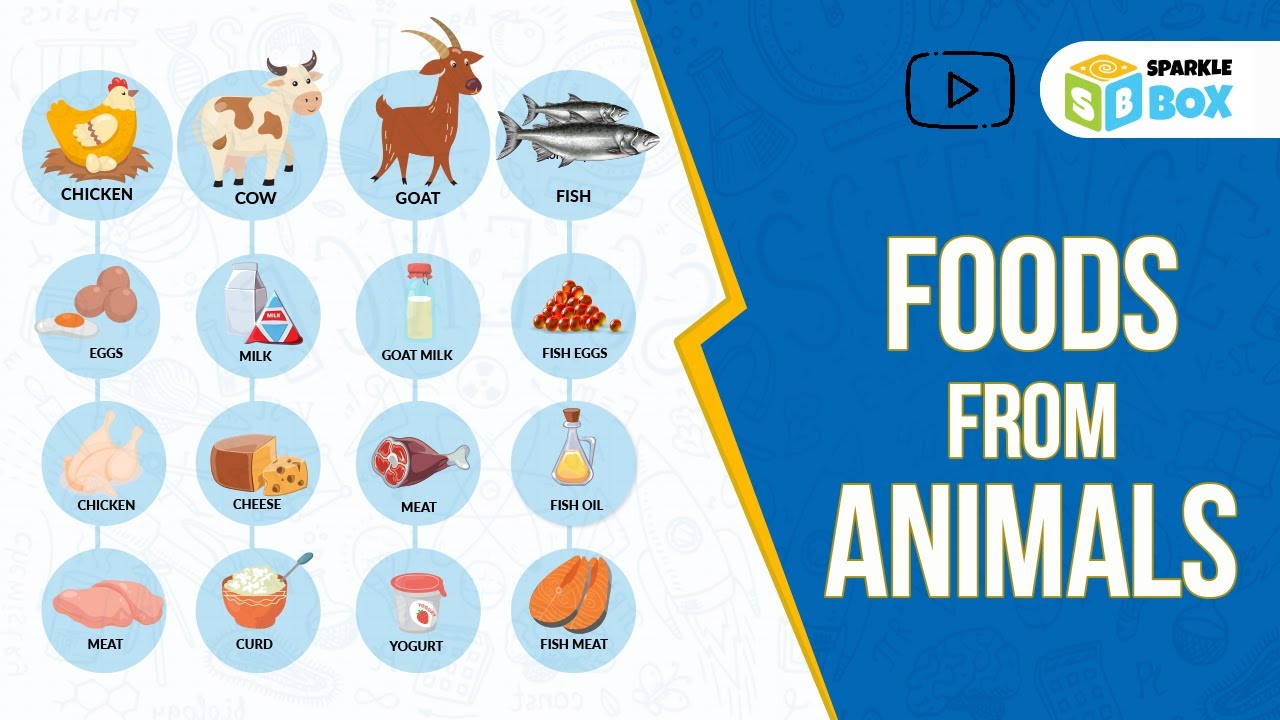 Food from Animals | Science | Sparkle Box - YouTube