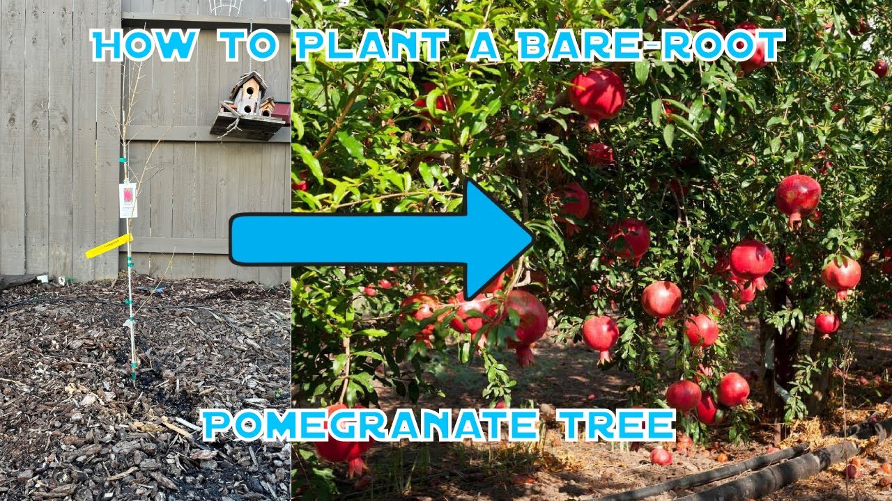 How To Plant Bare-Root Pomegranate Trees! - YouTube