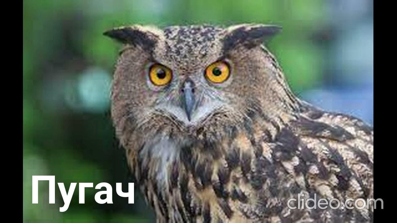 Пугач - YouTube