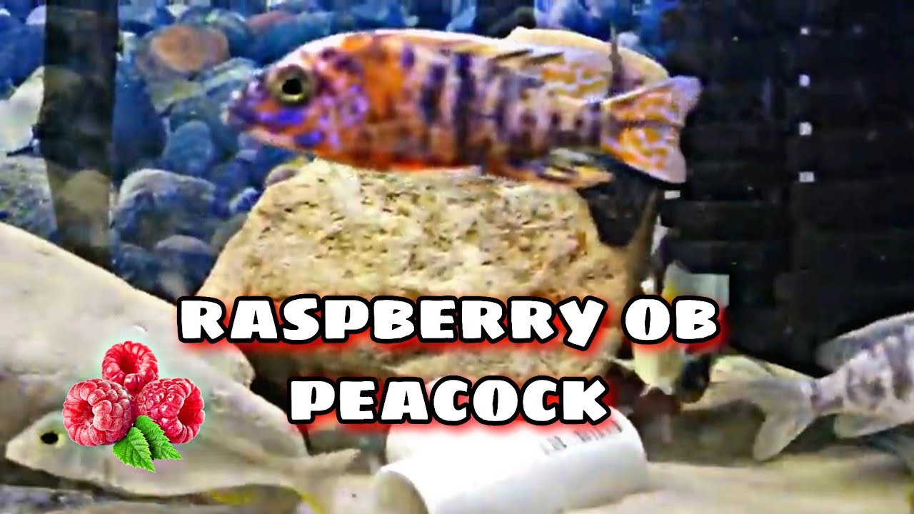 SNAKE RIVER CICHLIDS Unboxing | Raspberry OB Cichlid - YouTube