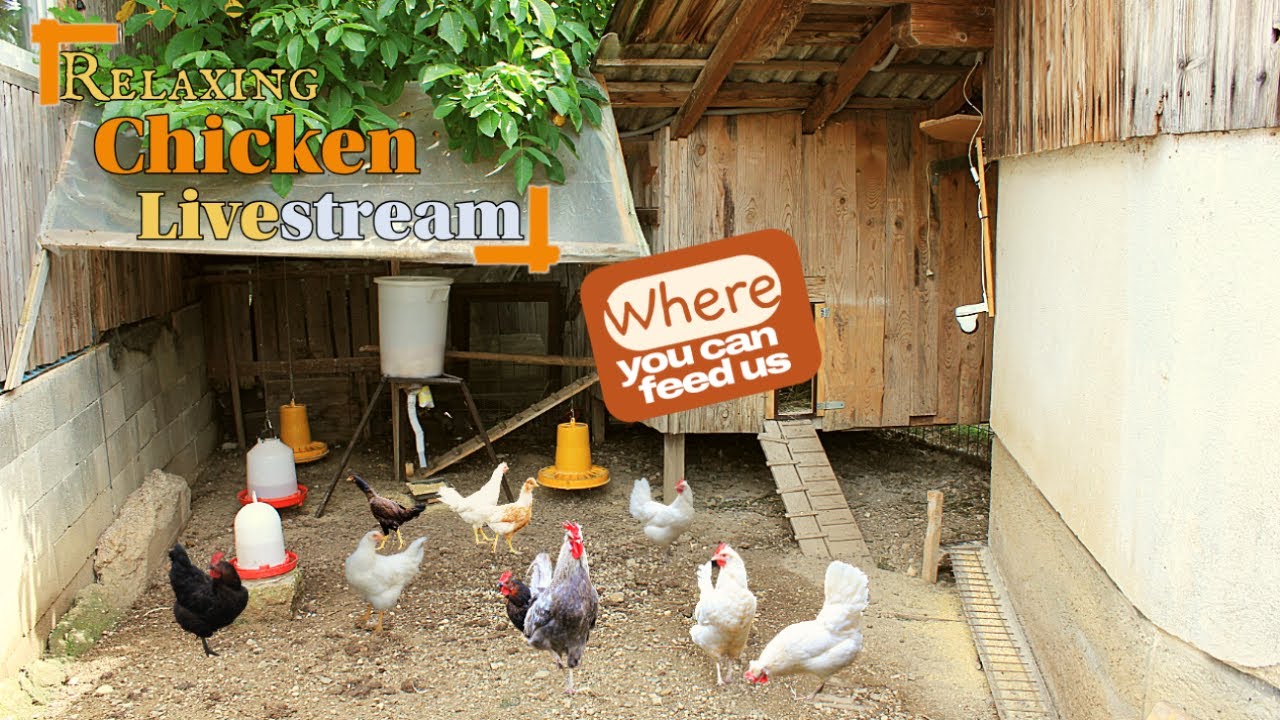 Chicken live stream-you can feed chickens live 🐓 - YouTube