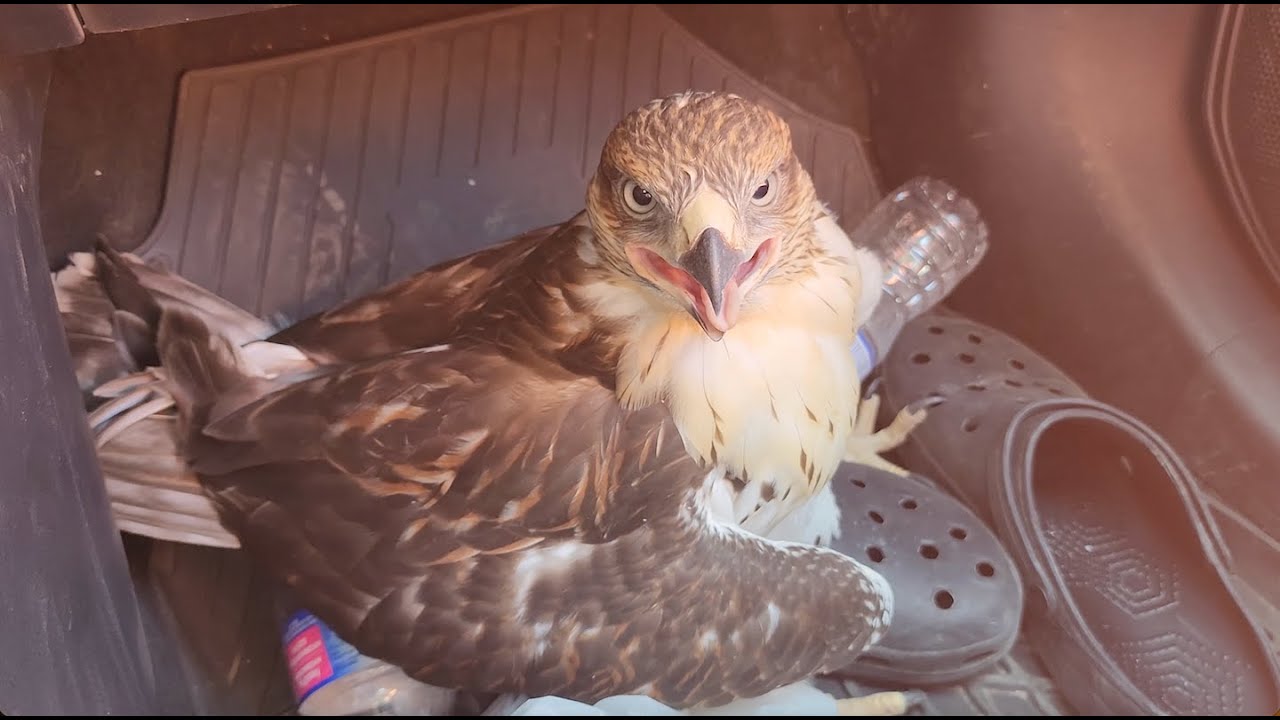 There's a HAWK in my car! - YouTube