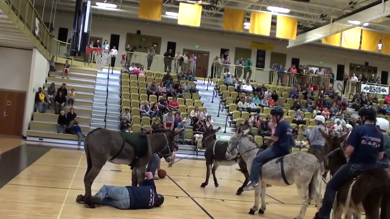 Funny Videos Indoor donkey baseball fail - YouTube