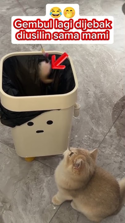 Gembul lagi dijebak, di usilin sama mami🤭😂#feedshorts #kucinglucu #hewanlucu - YouTube