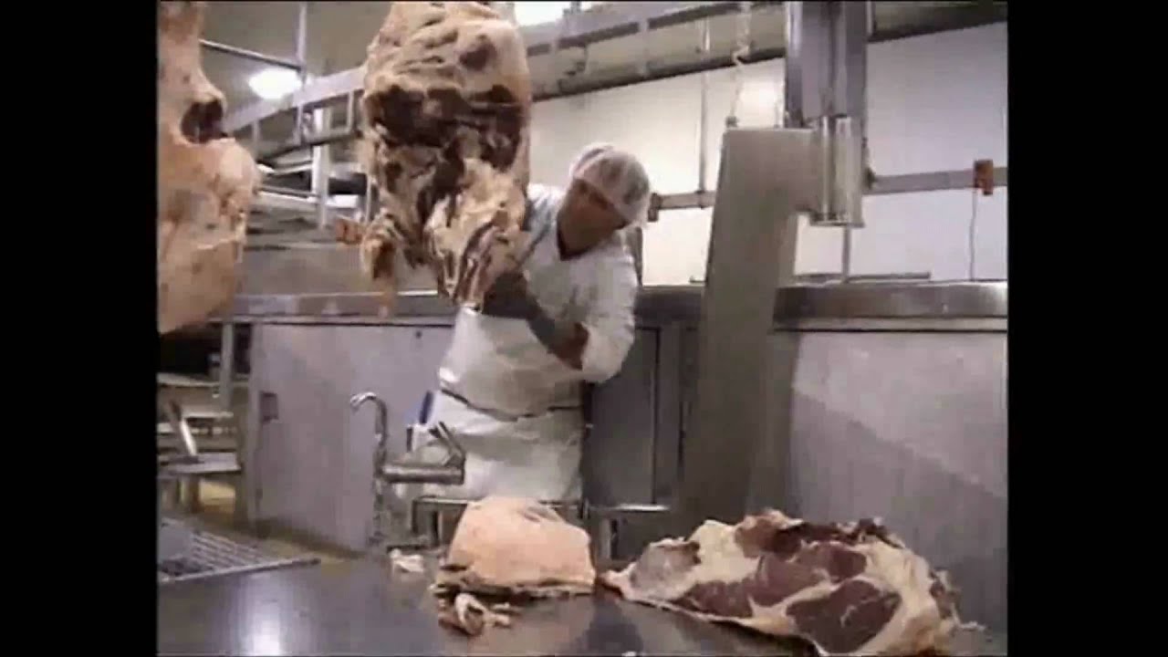 Beef Aitchbone and Knuckle Puller - Beef Boning Aid - NS Innovations ...