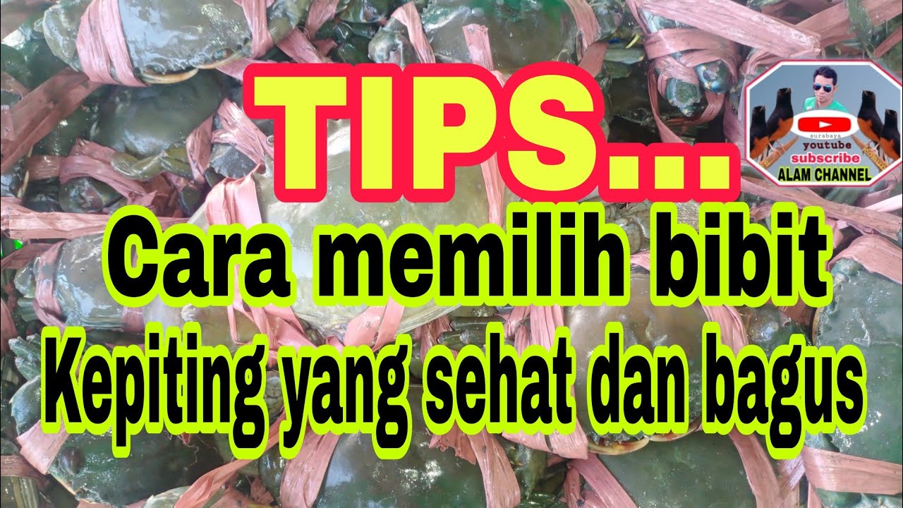cara memilih bibit kepiting yang sehat dan bagus - YouTube