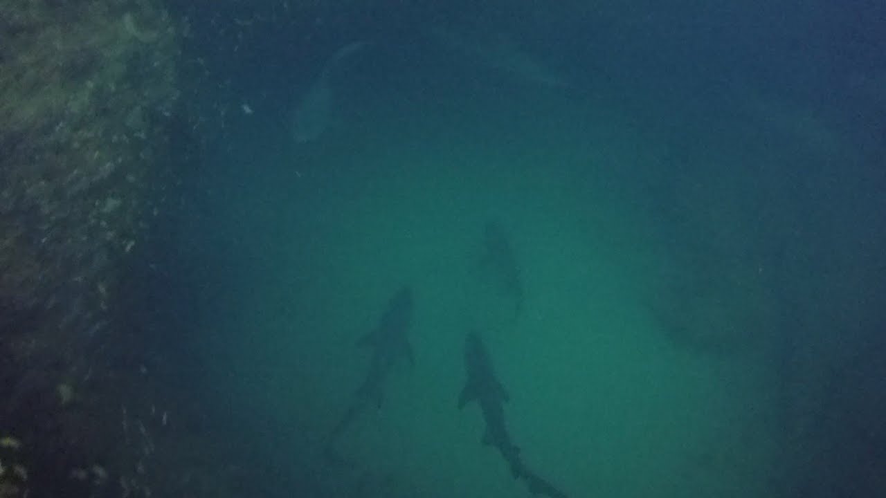 31 July 2021 Diving Scottburgh - YouTube