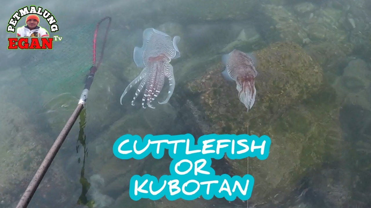 Simple and Easy Way to Catch a Cuttlefish or Kobutan, Subrang dami pag ...
