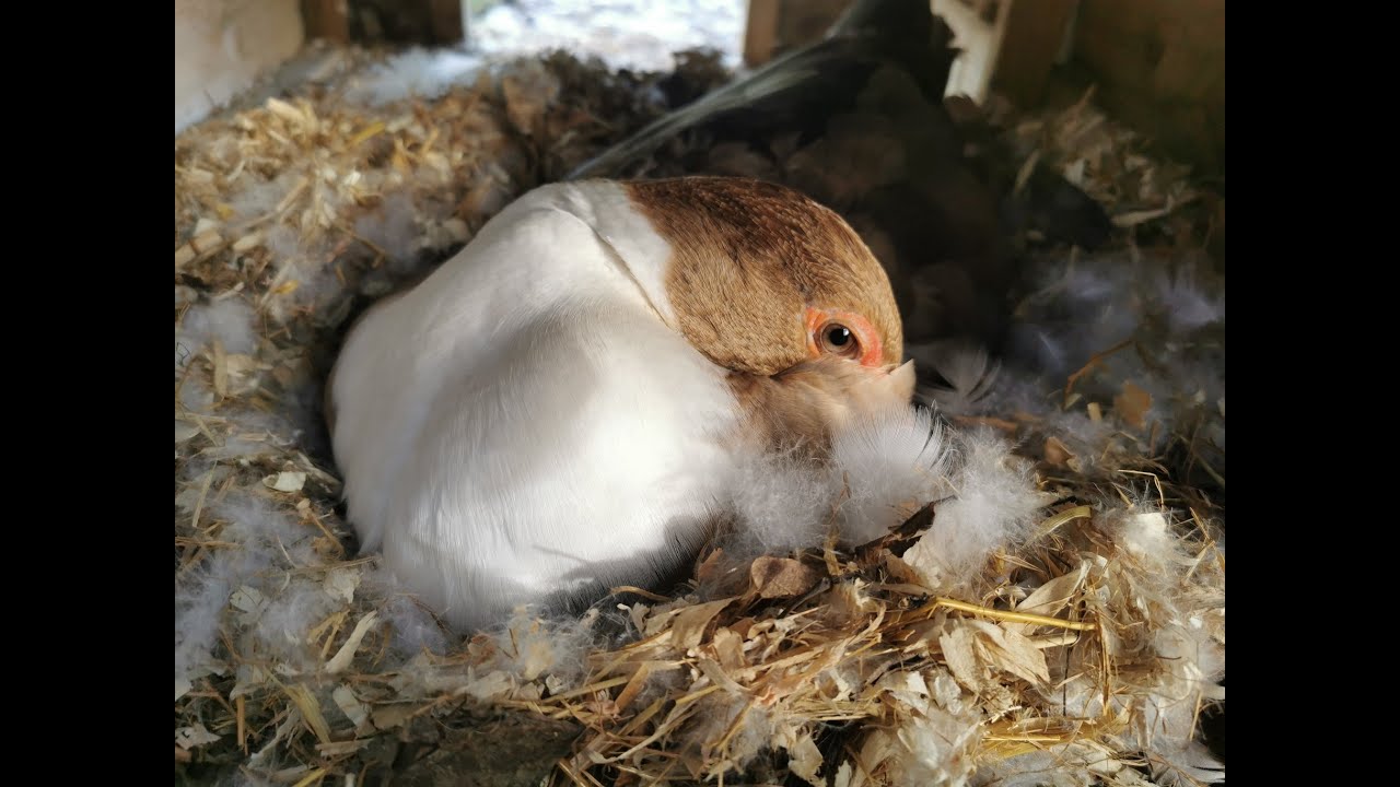 Broody duck is taking a break. Signs that your duck is broody (Broody ...