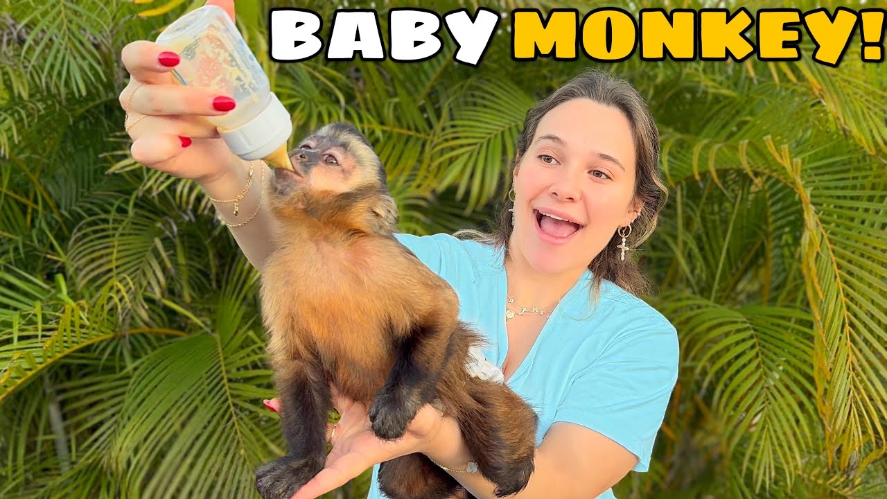 A DAY IN THE LIFE of My BABY MONKEYS! - YouTube