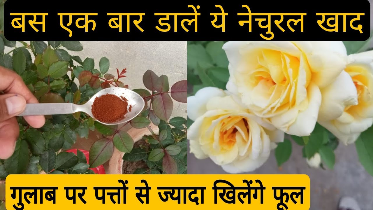 Best homemade natural fertilizer for Rose plant | Rose plant care - YouTube