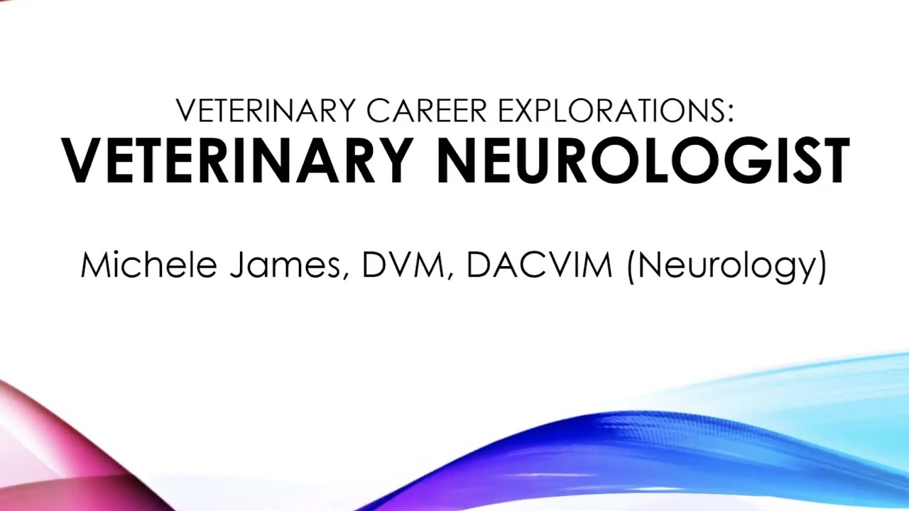 Road to Veterinary Neurology - YouTube