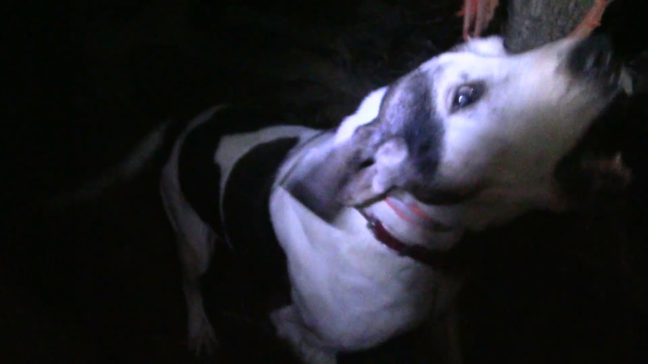 Coon hunting with Dogs!!! - YouTube