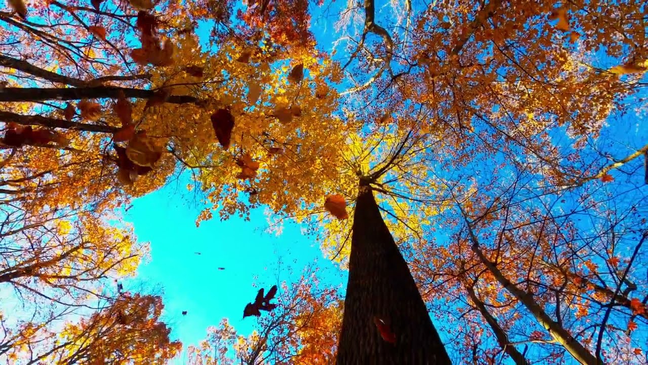 Autumn Leaves - Relaxing Music - Fall Colors - YouTube