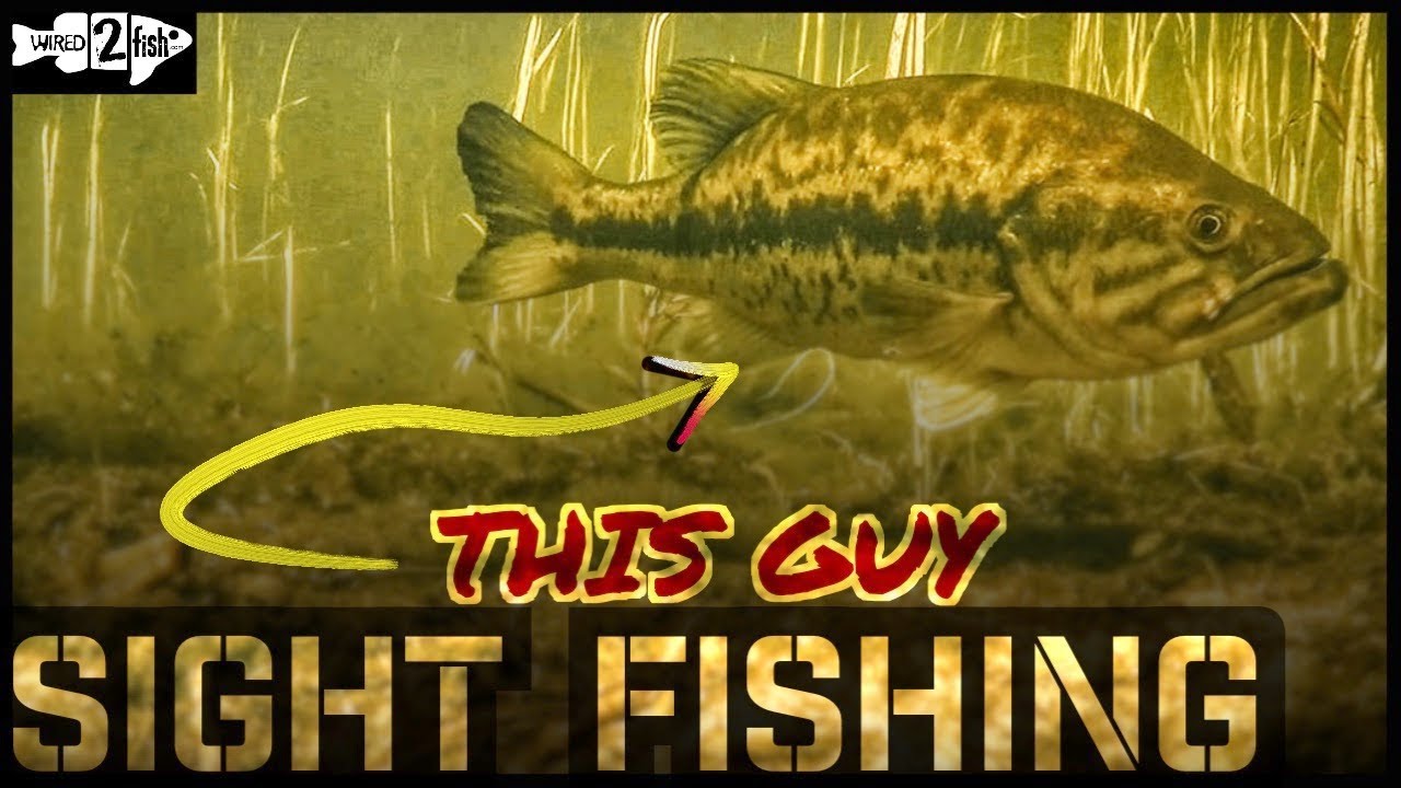Sight Fishing Tricks for Bass Fishing in the Spring - YouTube