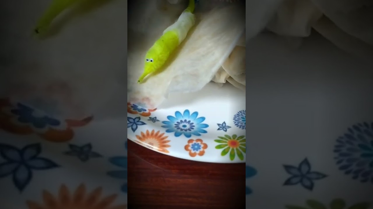 Wacky the Magic Worm #wacky #shorts - YouTube