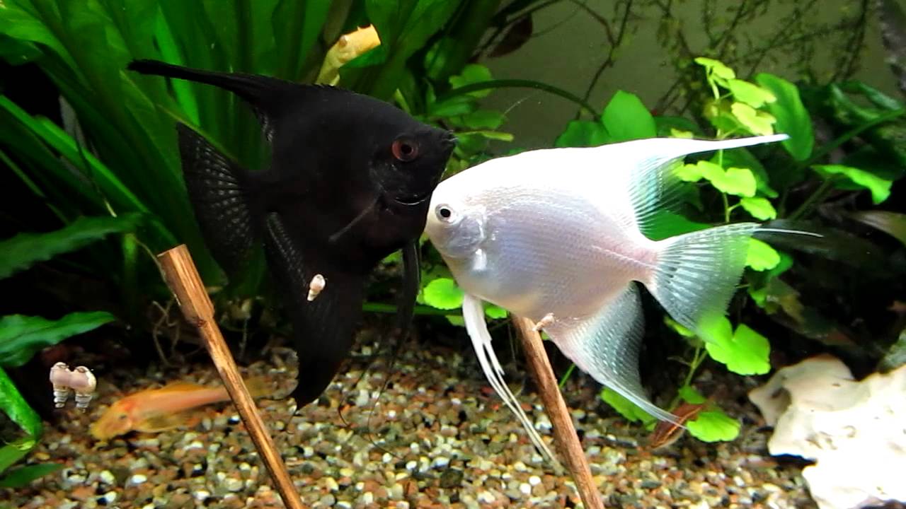 Los Peces Angel o Escalares