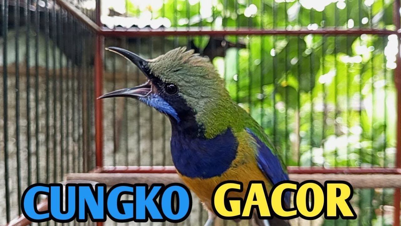 CUNGKO GACOR MASTERAN CUCAK CUNGKOK FULL GACOR - YouTube