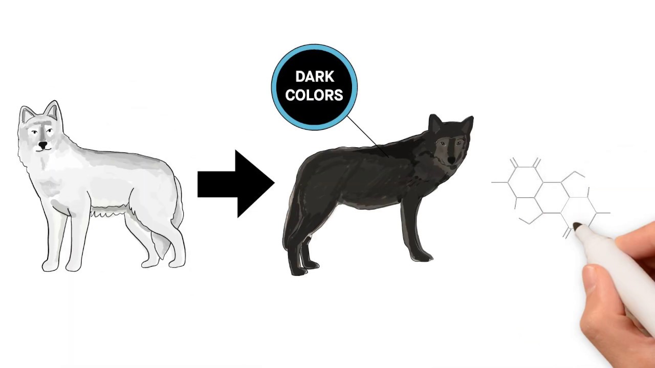 How the Gray Wolf got their Black Coats - K Locus Gene - Embark Dog DNA ...
