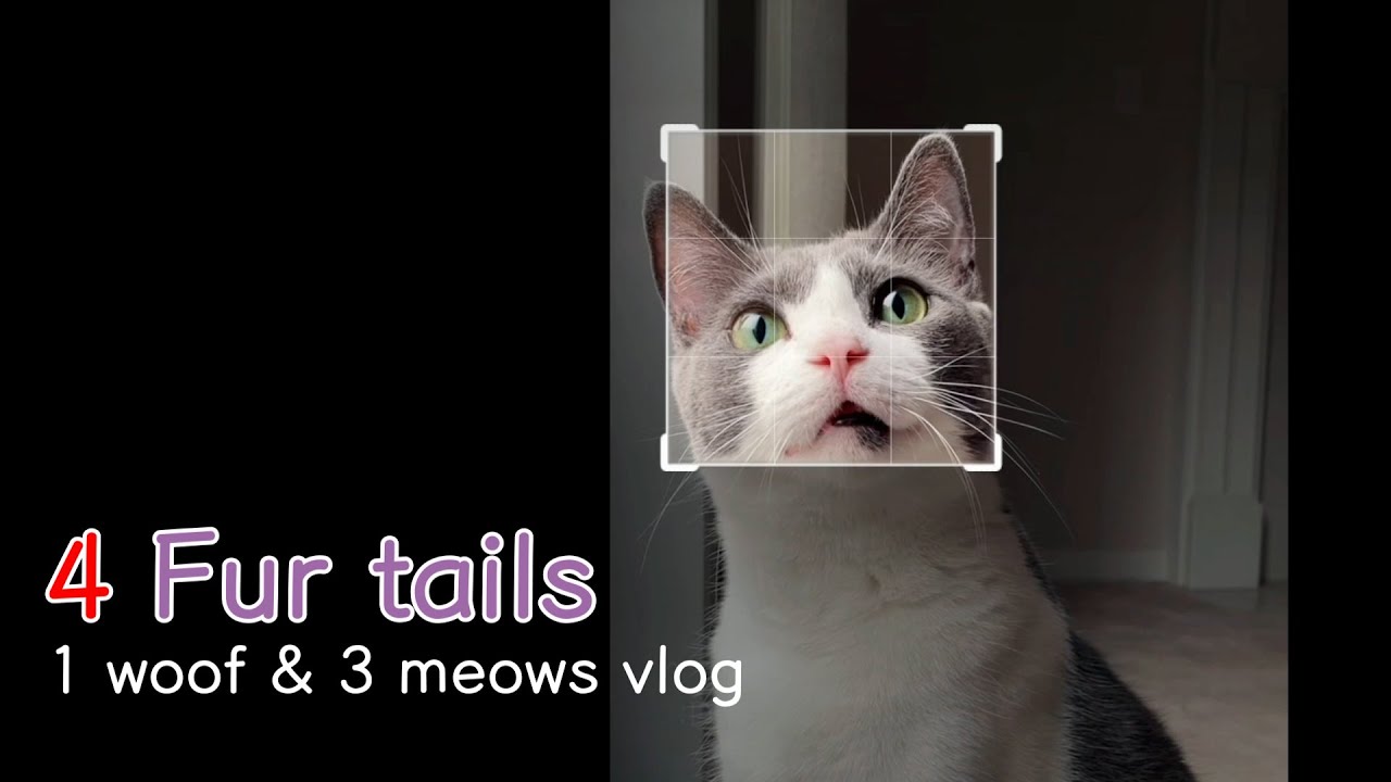 [K-자막|ENG] Introduce my 4 furry friends! | New Youtuber | 저의 강아지 고양이를 ...