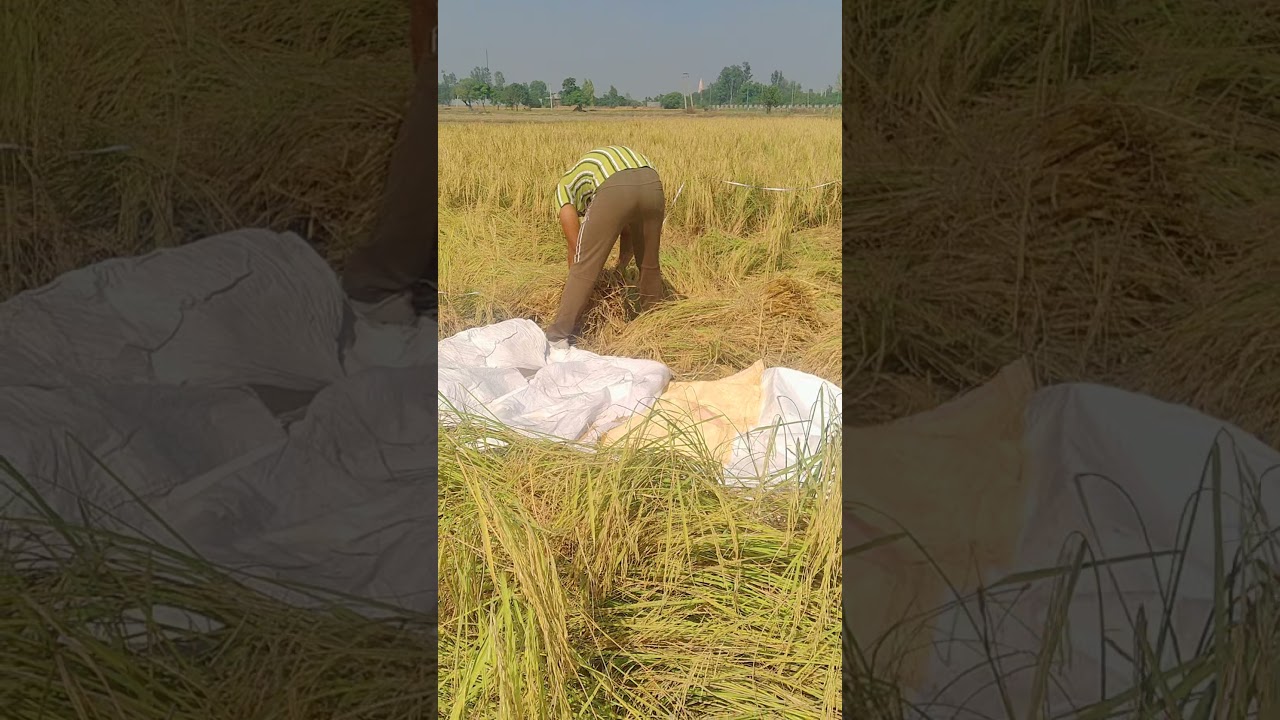 CCE of paddy - YouTube