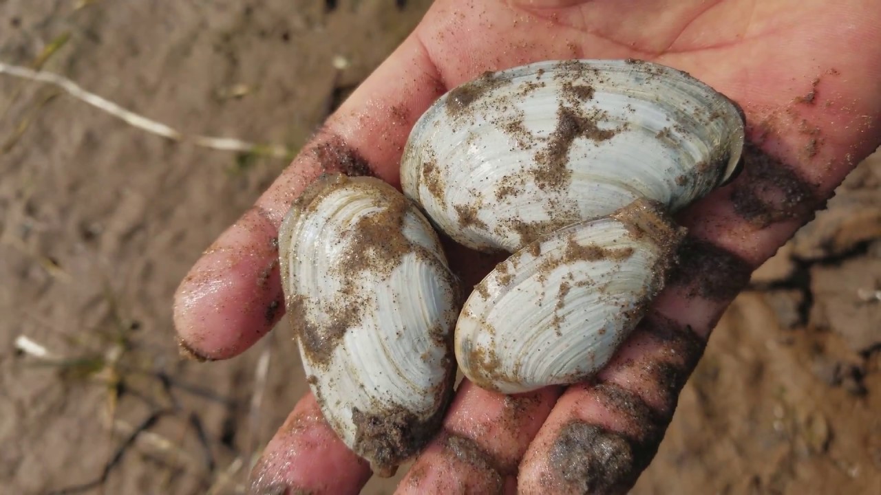 How to dig for soft shell clams without fancy tools !! - YouTube