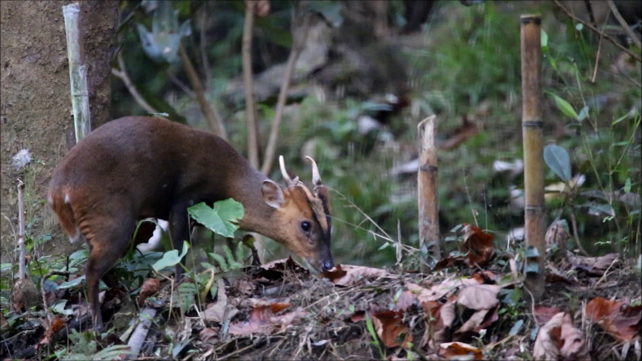 早晨覓食的動物 🌙🐦🐹🐓 Animals foraging in the morning - YouTube