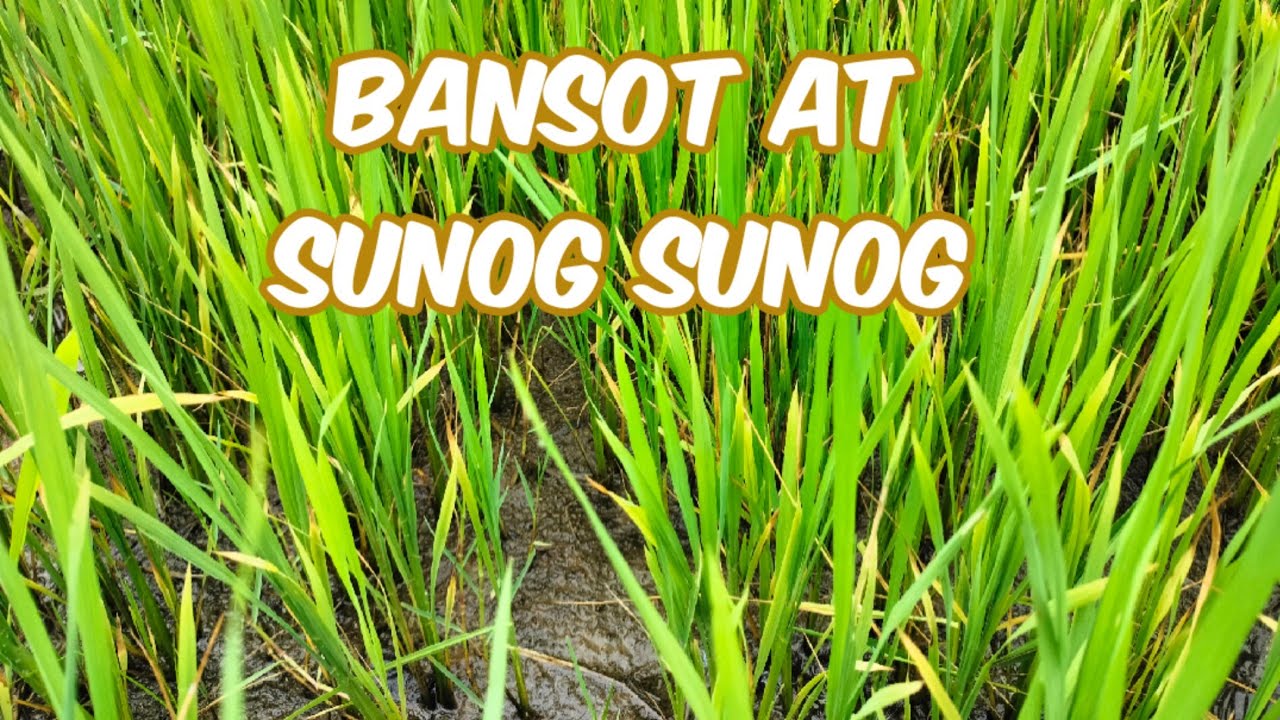 DALAWANG BUWAN NA PERO BANSOT AT MARAMING SUNOG SUNOG SA DAHON - YouTube