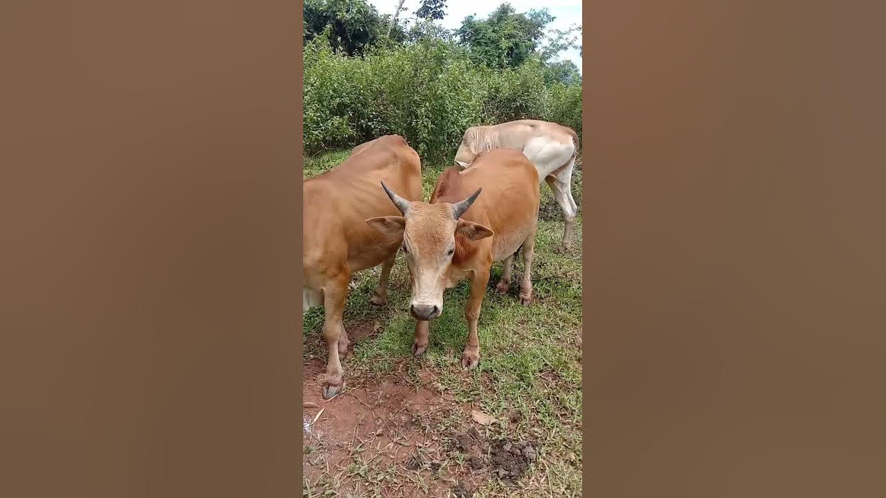 hnub no rov qab mus saib nyuj dua os - YouTube