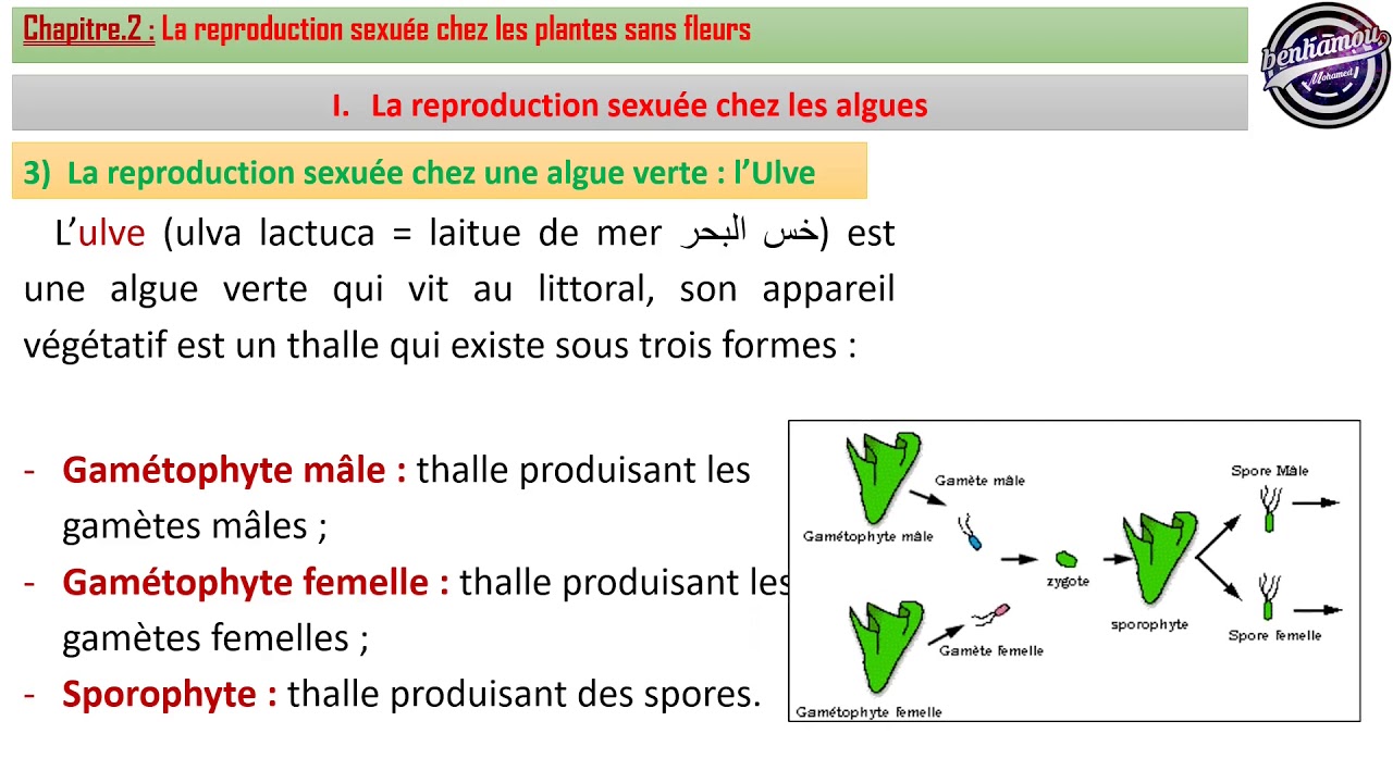 Unité 2 Chapitre 2 Partie 1 La Reproduction Sexuée Chez Les Algues ...