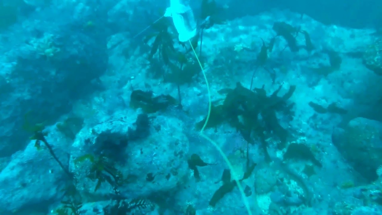 Scuba Diving at Stillwater cove, Monterey, CA_Pebble Beach, March, 2016 ...