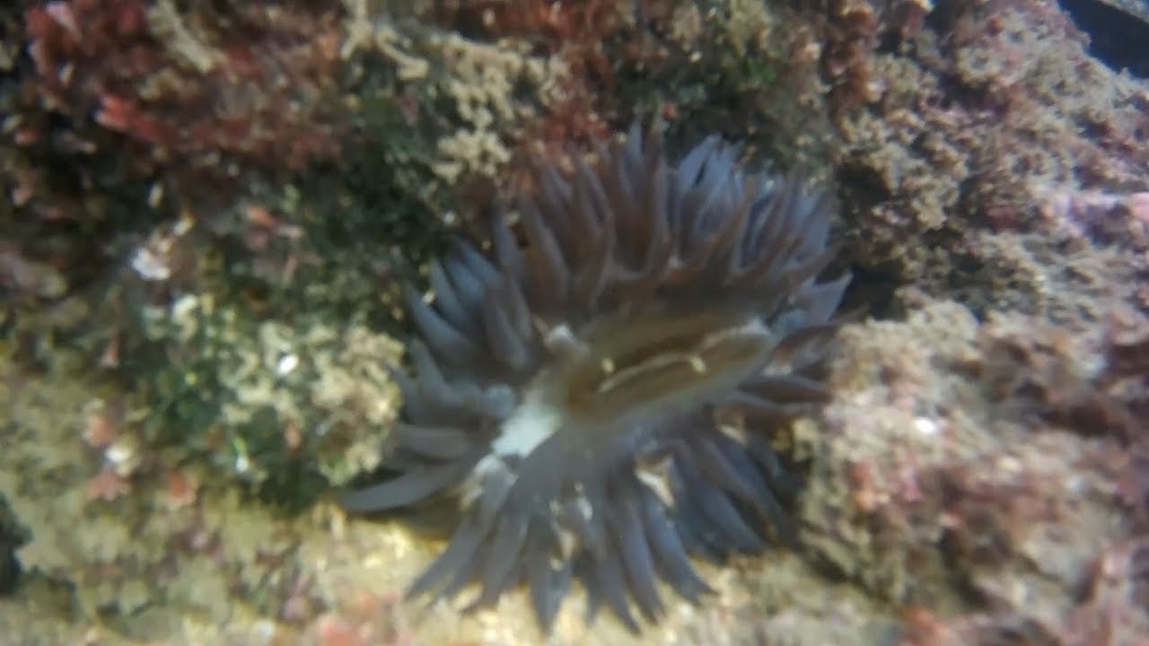 Halobios under the water 水中的海洋生物 - YouTube