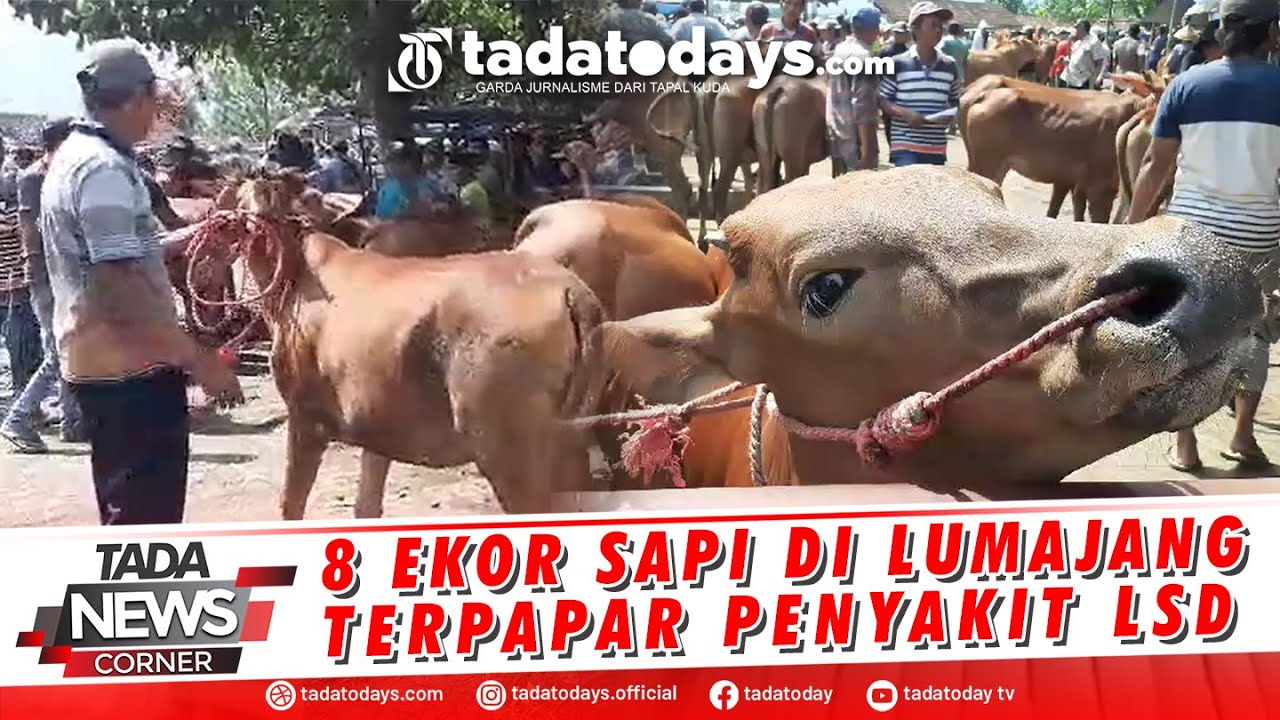 8 SAPI DI LUMAJANG TERPAPAR PENYAKIT LSD - YouTube