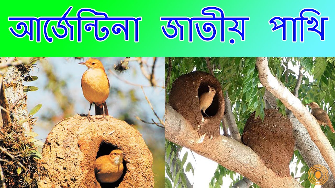 ইঞ্জিনিয়ার বার্ড । Engineer Bird - YouTube