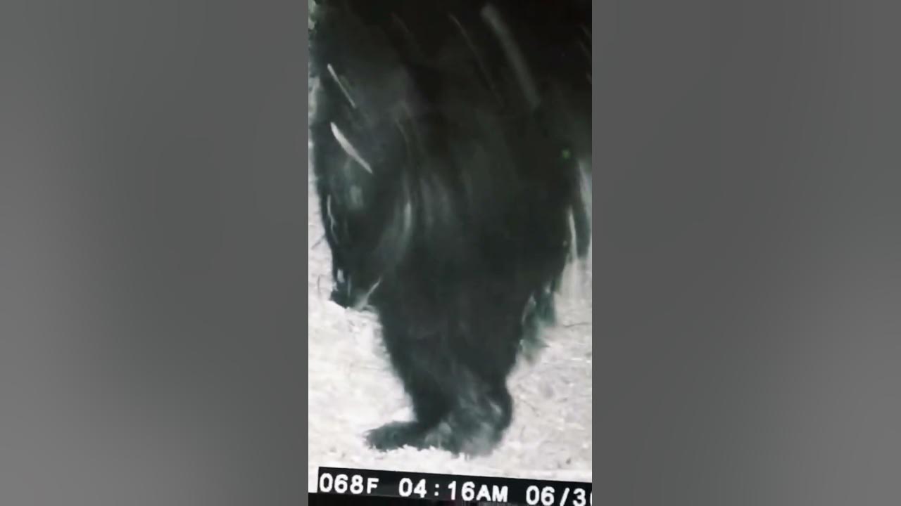 Rewind to One of the Best Trail Cam Photos of Bigfoot Ever! #Bigfoot # ...