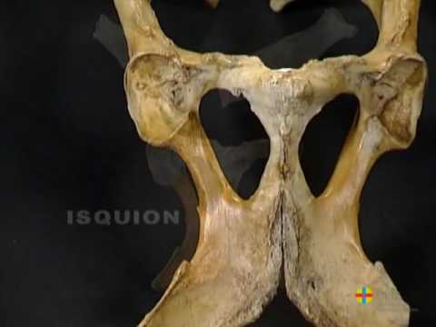 Coxal: Osteología de la extremidad torácica de los mamíferos domésticos ...