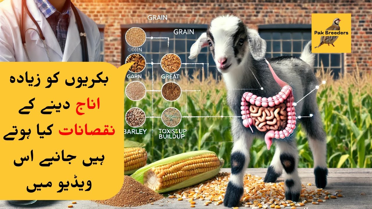 Pulpy kidney in goats treatment | Pulpy kidney disease in sheep | Pak ...