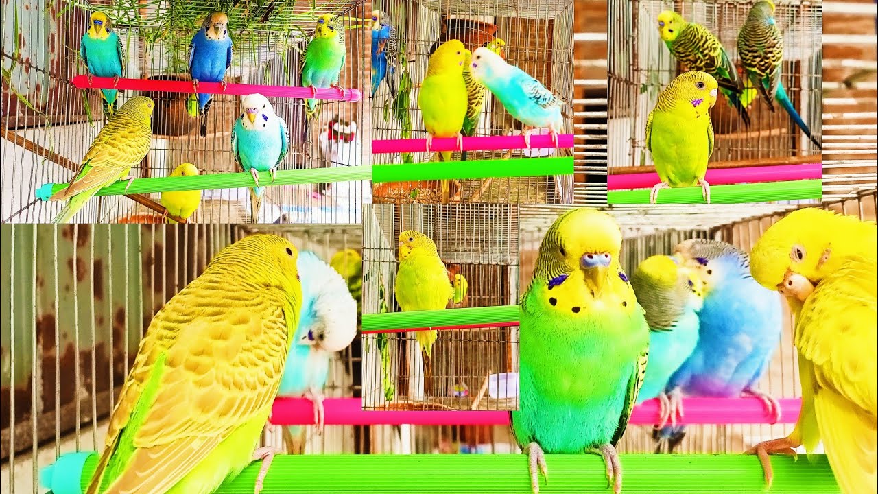 Budgie Birds Love Moments - Budgie Best Friend Singing & Playing Time ...
