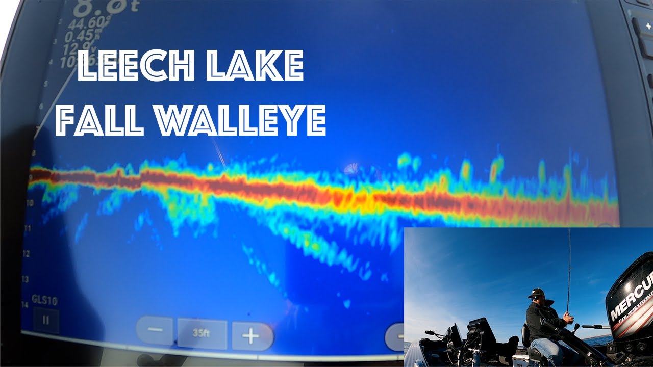 Livescoping Shallow Fall Walleye | Leech Lake - YouTube