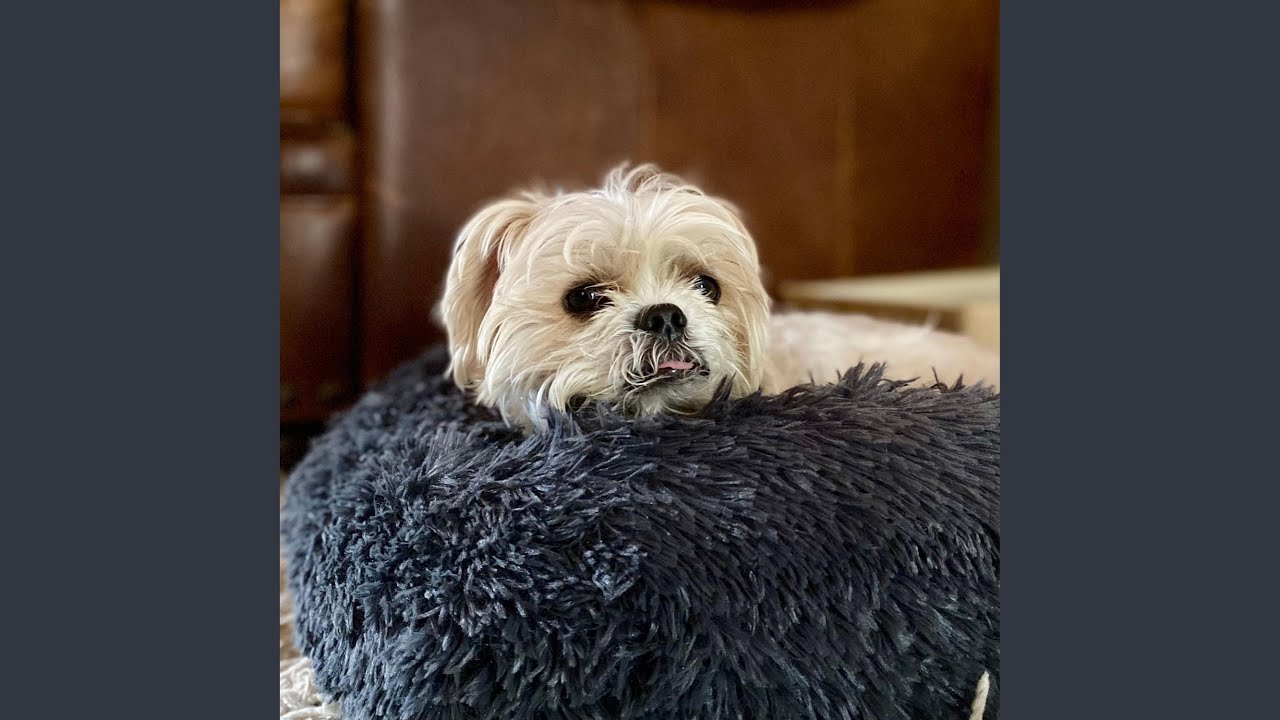 Brevé the Maltizu - YouTube