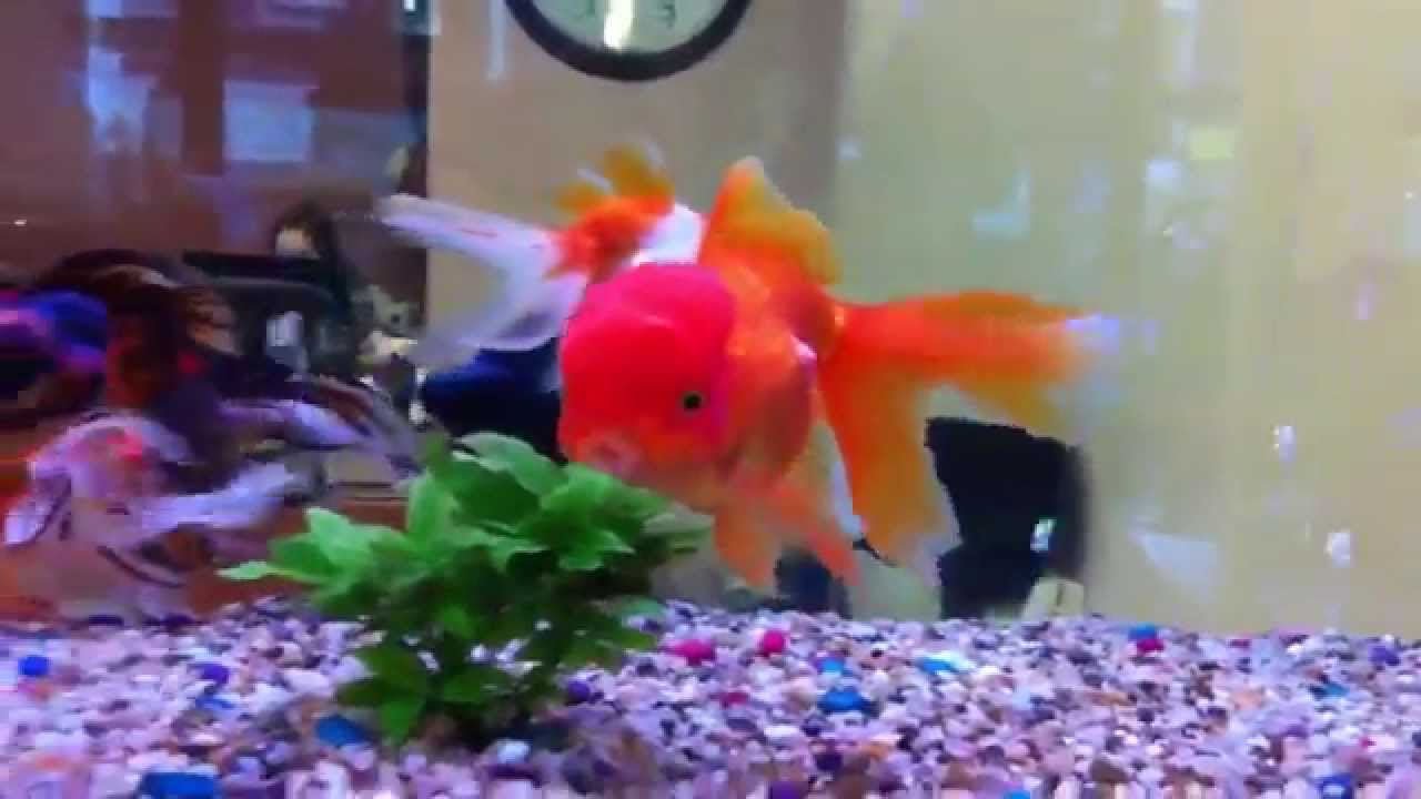 Big fat red cap Oranda goldfish - YouTube