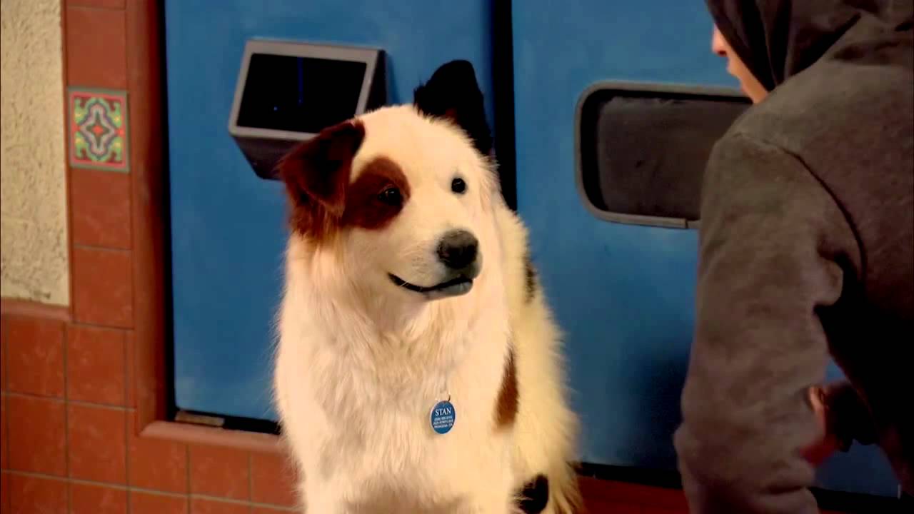 Dog With A Blog - Stan The Model - YouTube