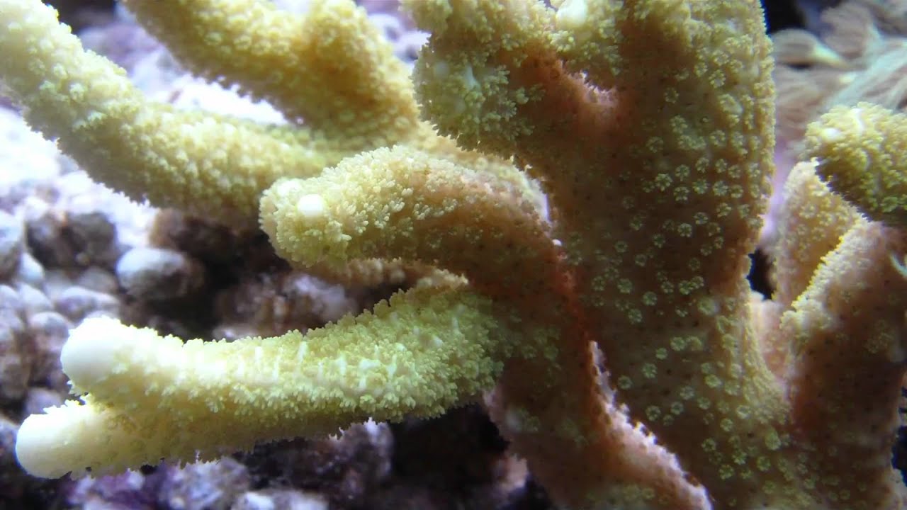 Closeup of Green Digitata Coral in HD - YouTube