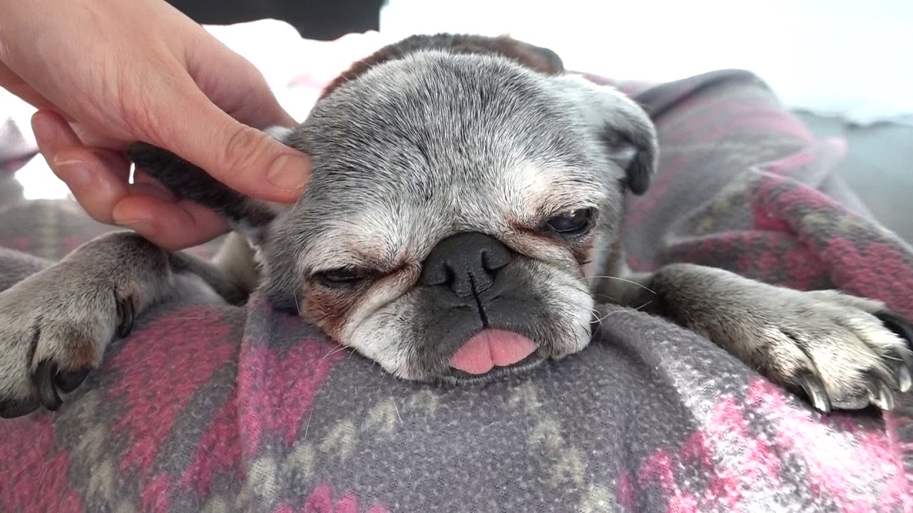 Pug therapy - YouTube